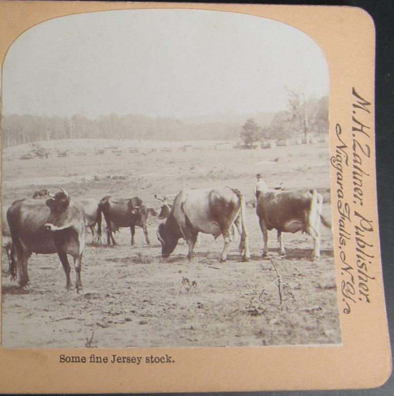 2200:: Stereoviews 1890 Cattle Ranching, Jersey Dairy Cows. Griffith ...